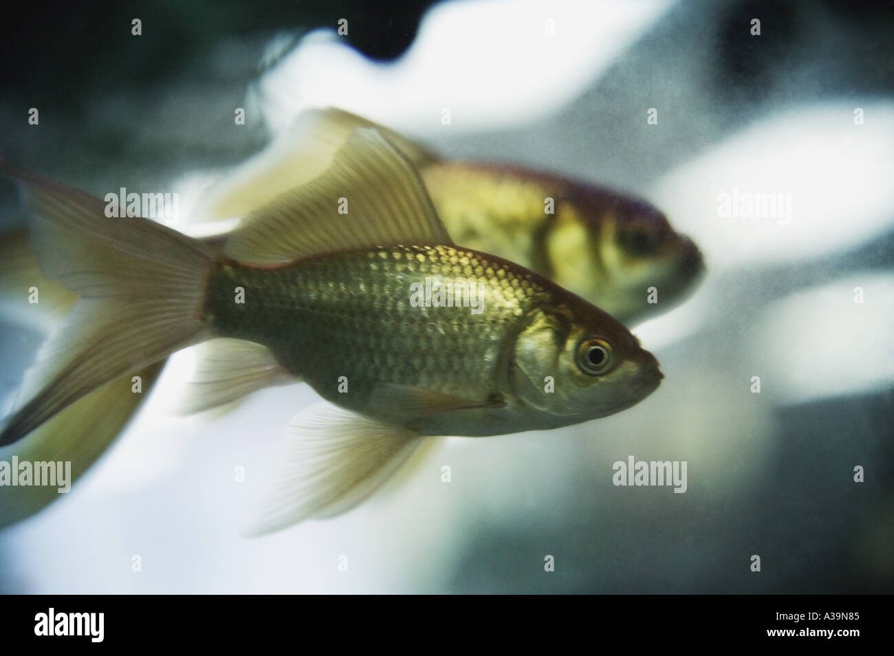 Two fish underwater Stock Photo - Alamy