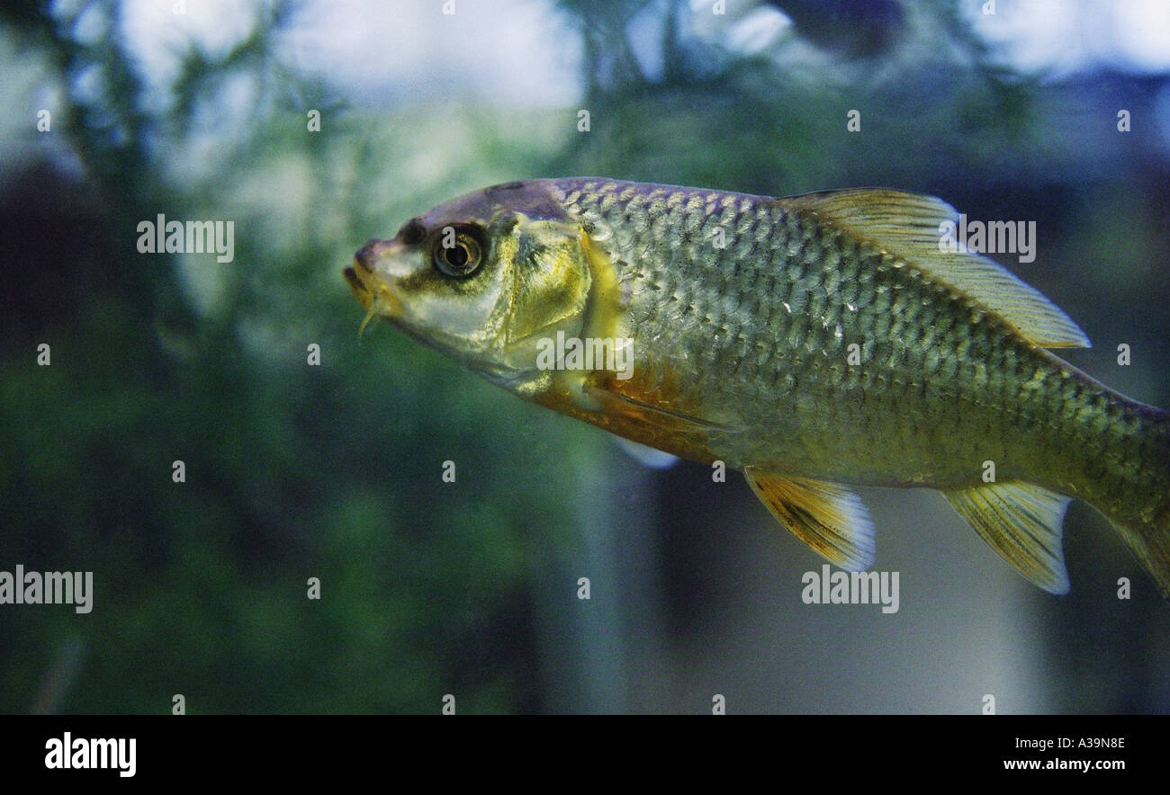 Design pics fish hi-res stock photography and images - Alamy