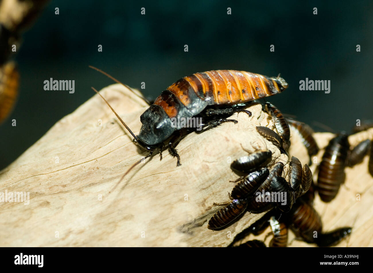Madagascar hissing cockroach babies hi-res stock photography and images ...