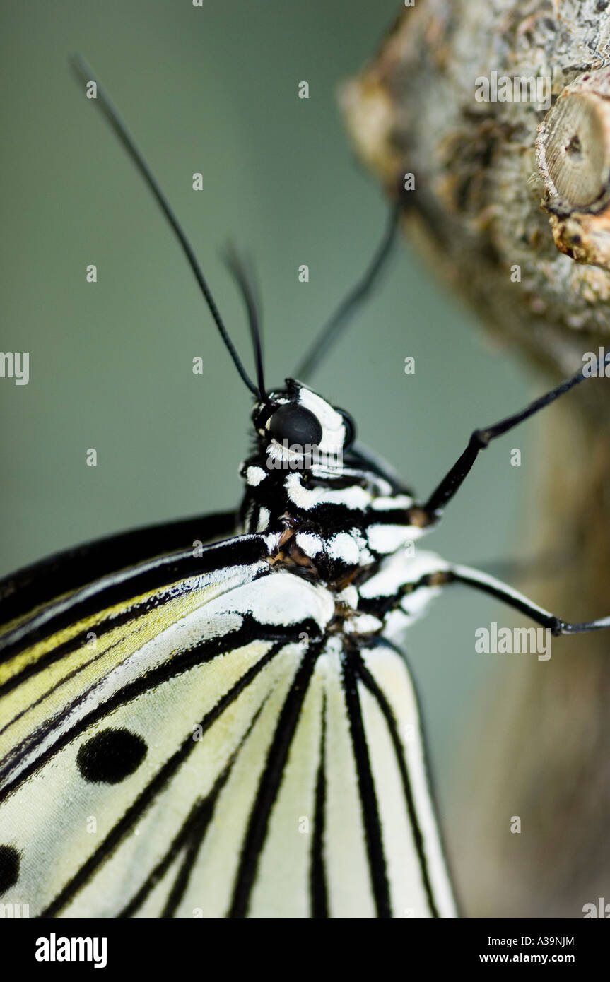 Idea leuconoe Paper Kite butterfly Stock Photo - Alamy