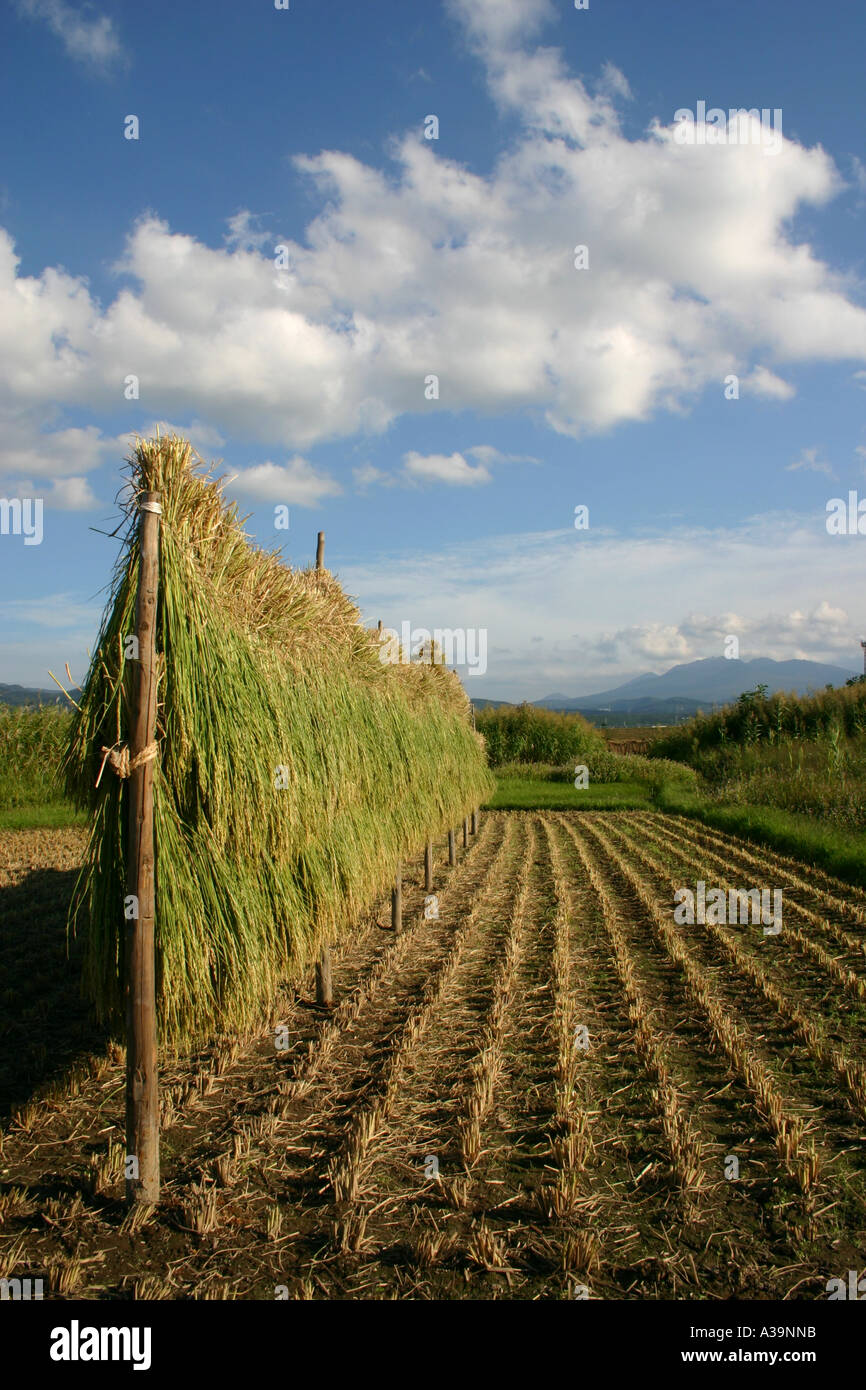 rice stalks hung to dry in a paddy field, late summer/autumn, japan ...