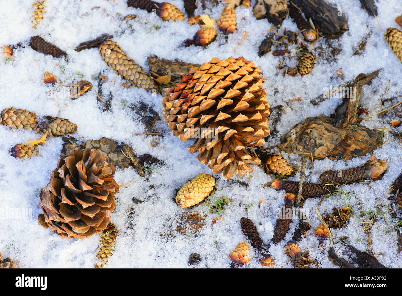 Fallen pinecones close up hi-res stock photography and images - Alamy