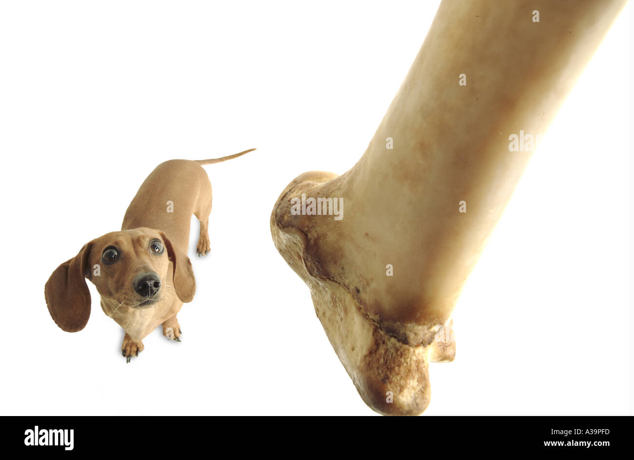 Large dog bone hi-res stock photography and images - Alamy