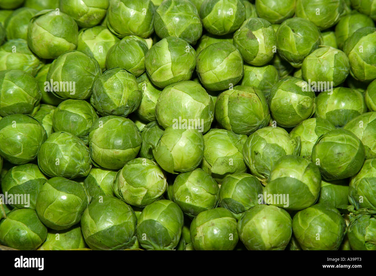 Sprouts in a box Stock Photo - Alamy
