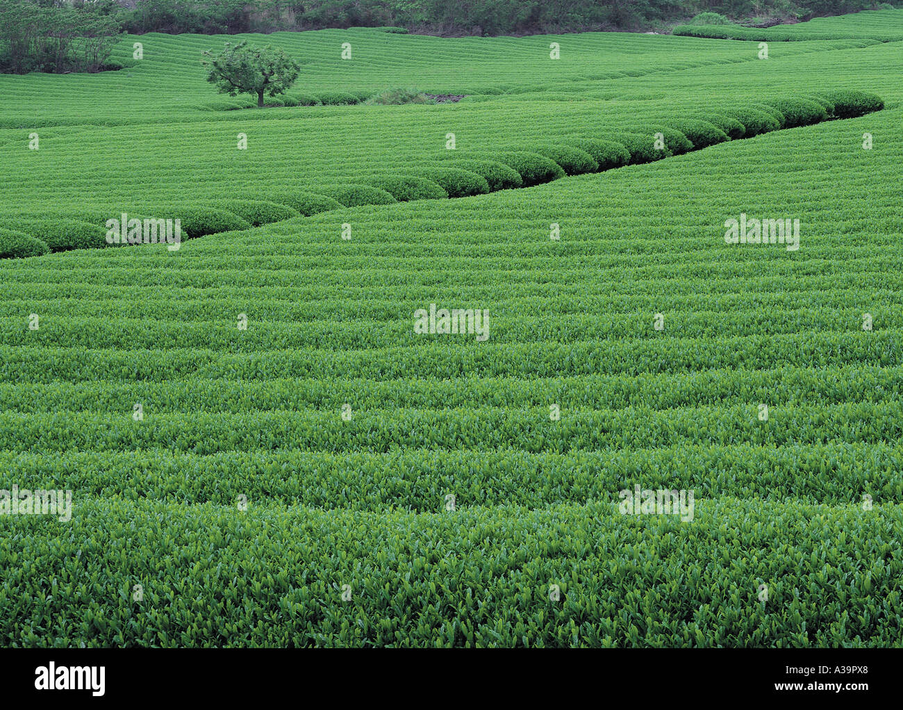 Landscape ridge and furrow hi-res stock photography and images - Alamy