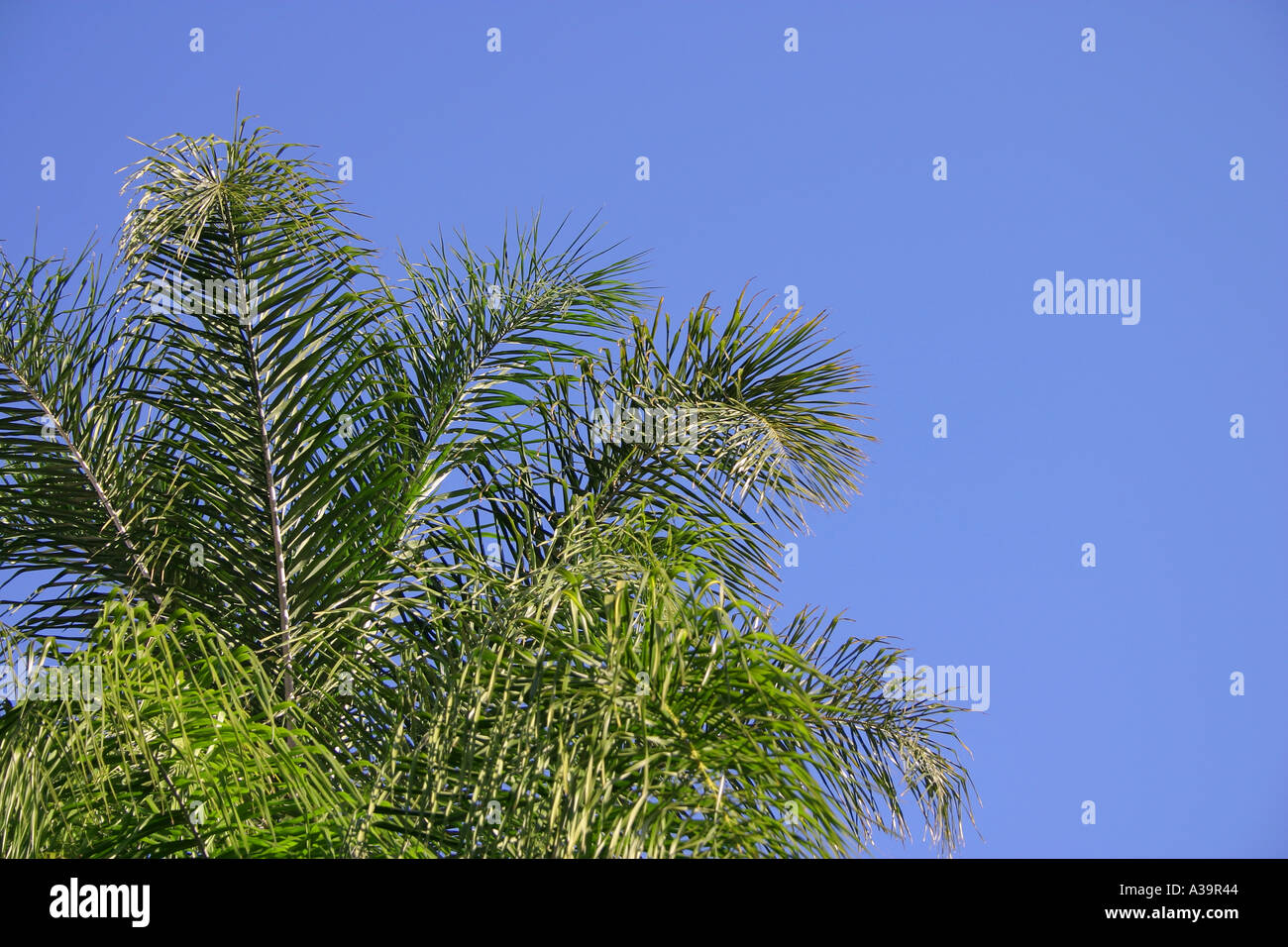 Palm tree branches Stock Photo - Alamy