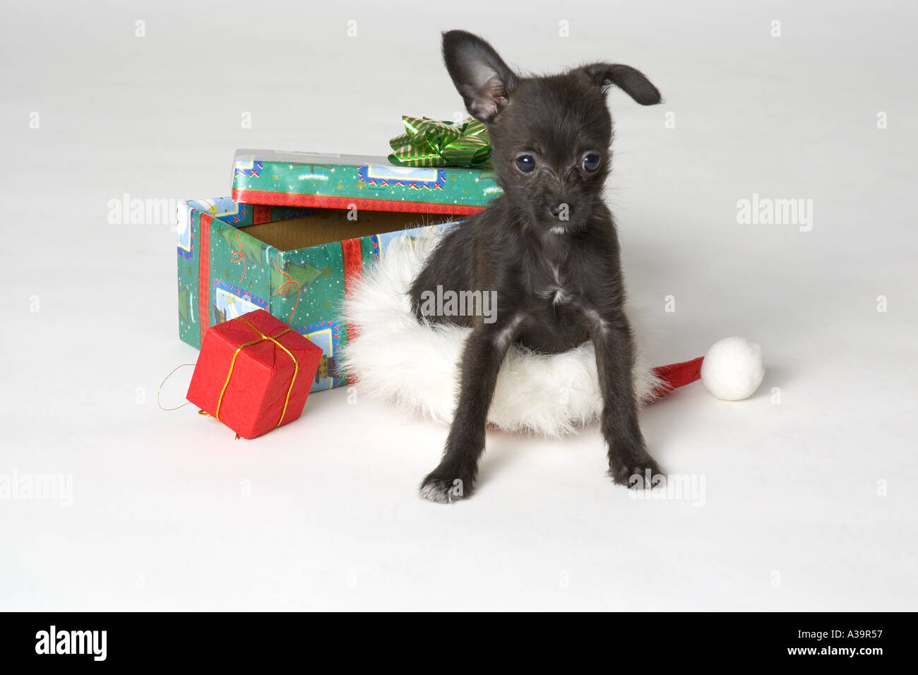 Adorable present hi-res stock photography and images - Alamy