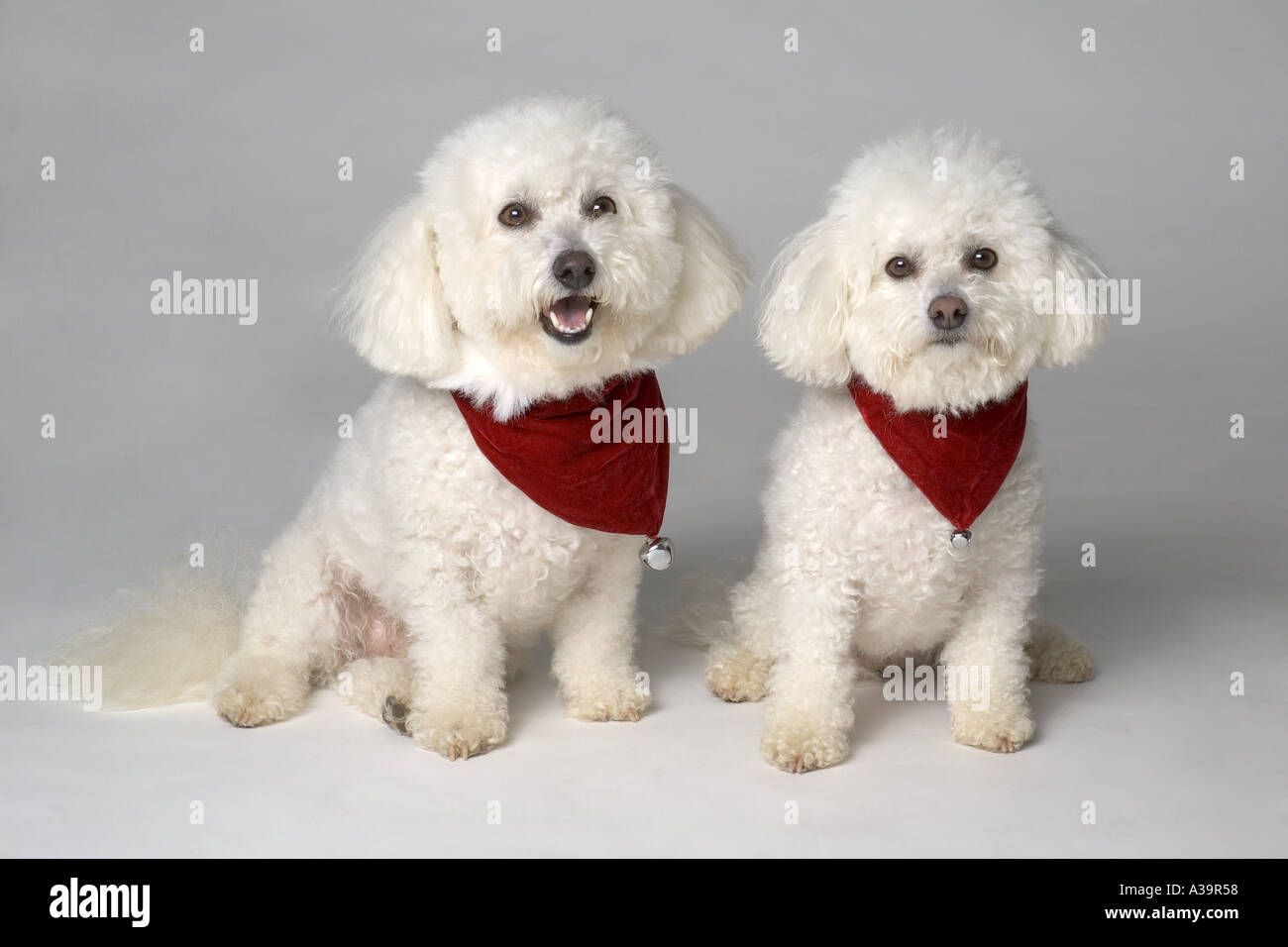 Loyal pair hi-res stock photography and images - Alamy