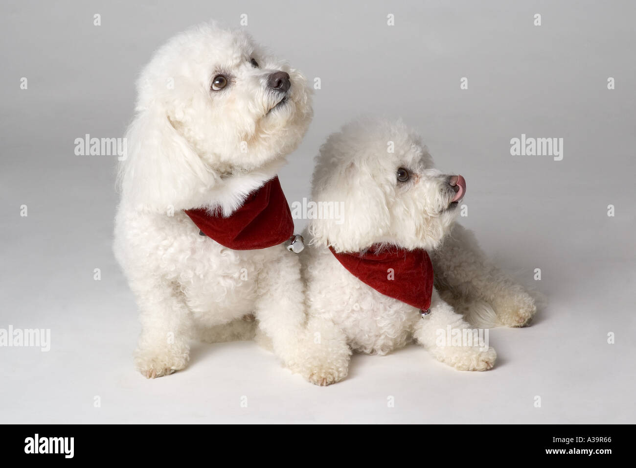 Loyal pair hi-res stock photography and images - Alamy