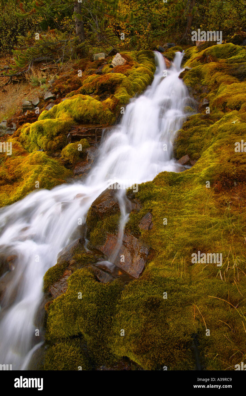 Mossy waterfall, Jasper, Alberta, Canada Stock Photo - Alamy