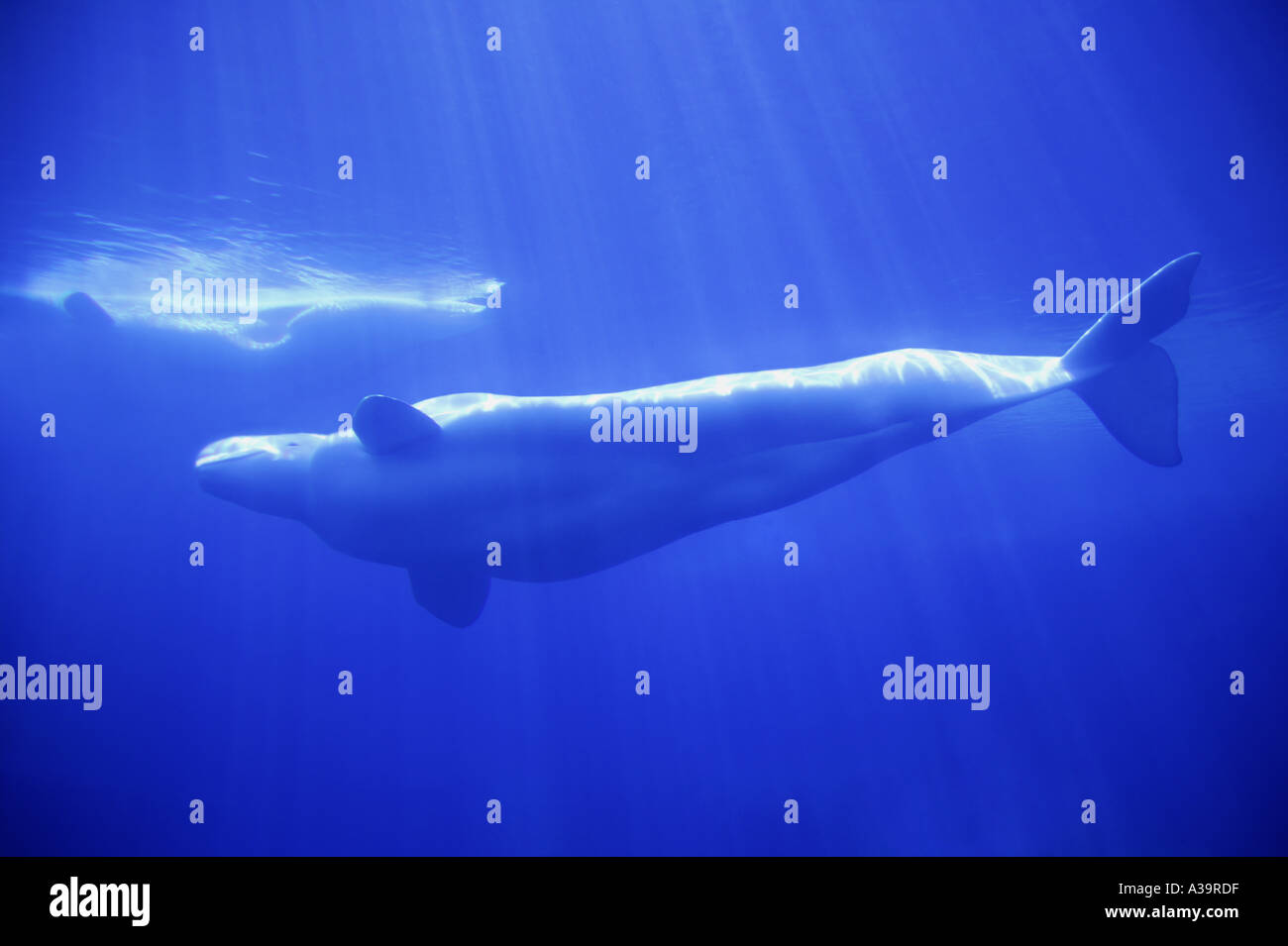 Blue whales pics hi-res stock photography and images - Alamy