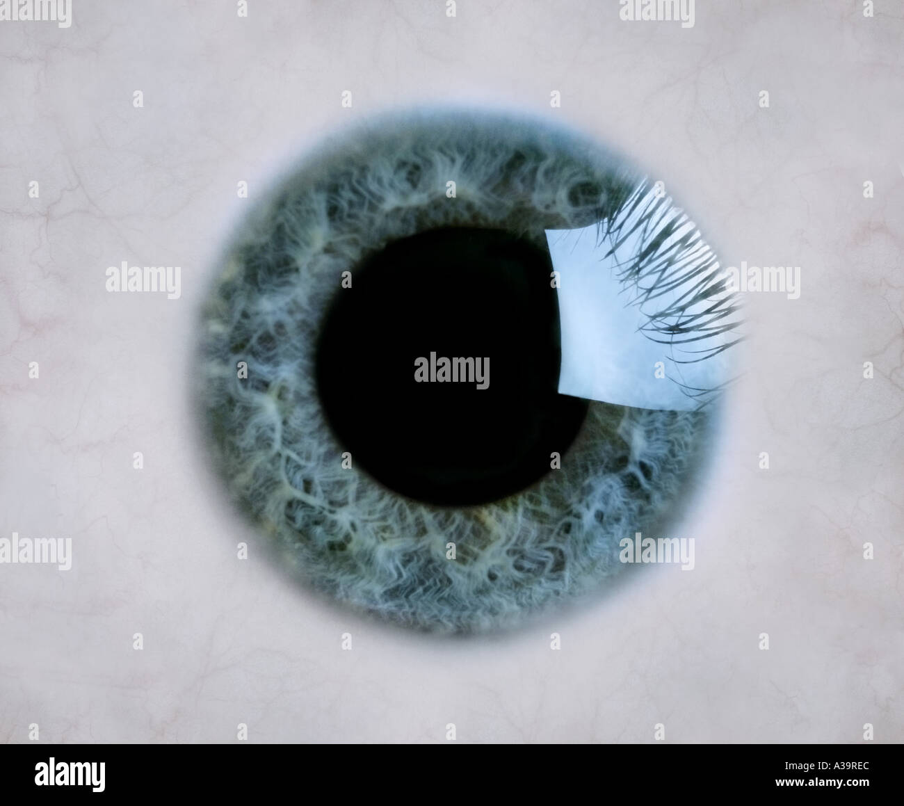 Close up of eye's iris and pupil Stock Photo - Alamy