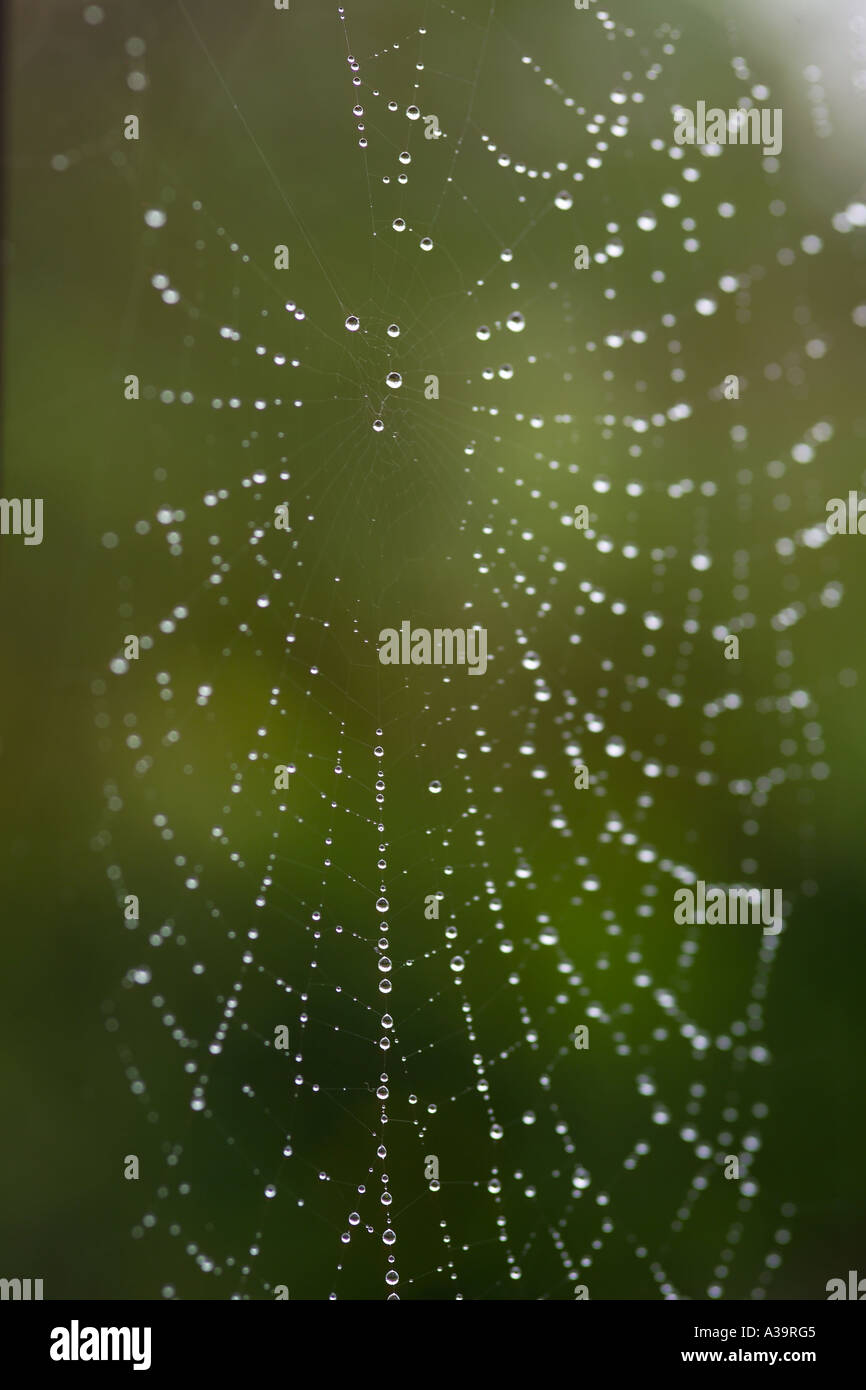 Welsh spiders hi-res stock photography and images - Alamy