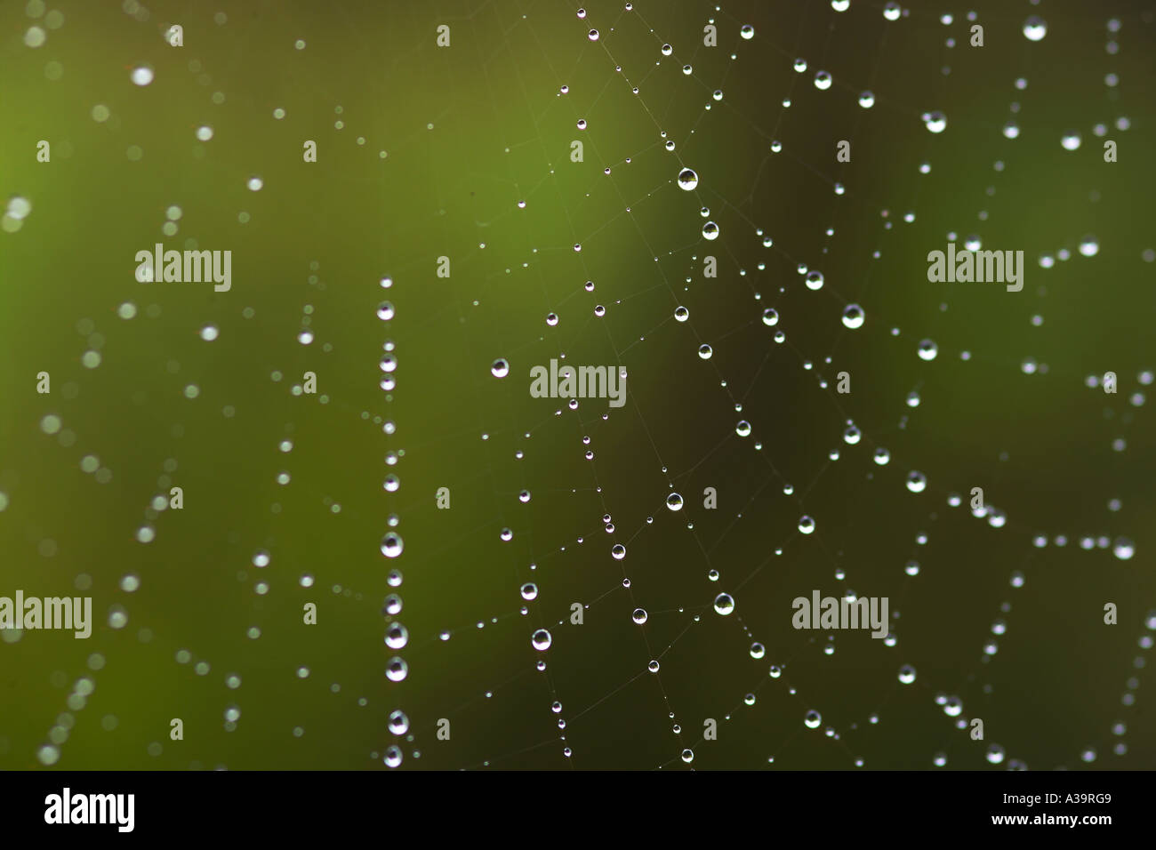 Welsh spiders hi-res stock photography and images - Alamy