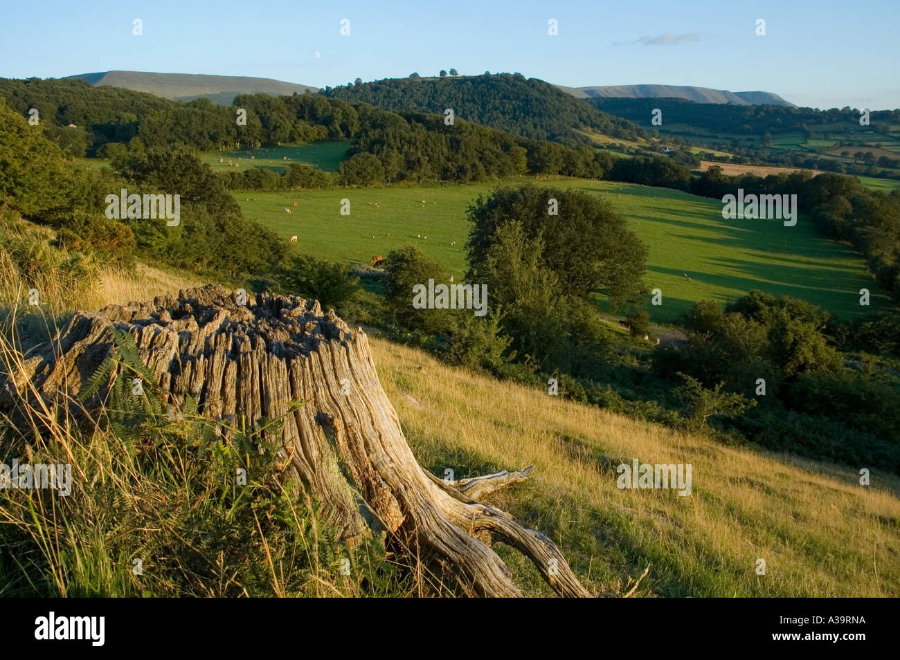 Tree Stump Hay Bluff Black Mountains Near Hay on Wye Mid Wales Stock ...