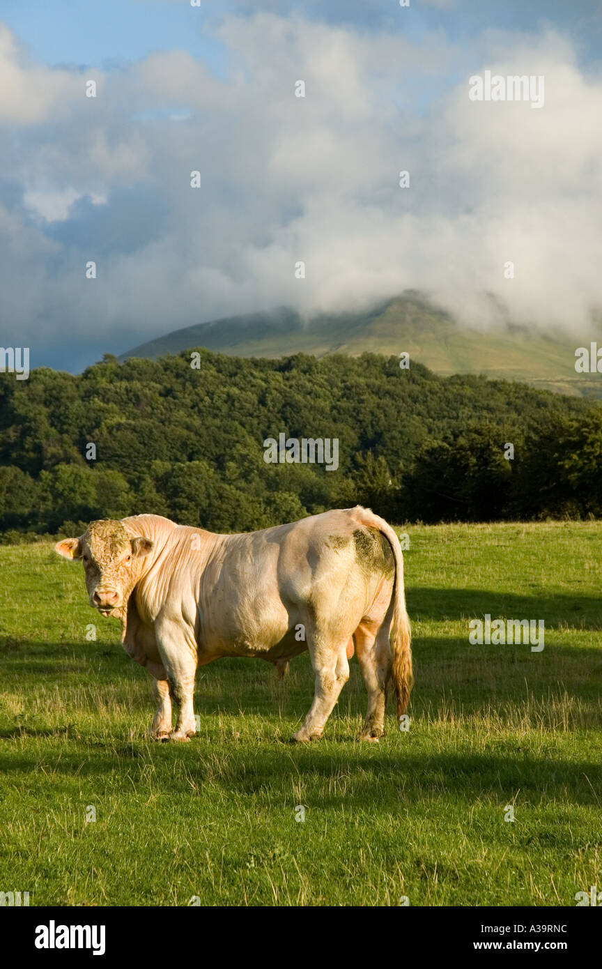 Bull on Farm Clouds over Hay Bluff Llanigon Mid Wales Stock Photo - Alamy