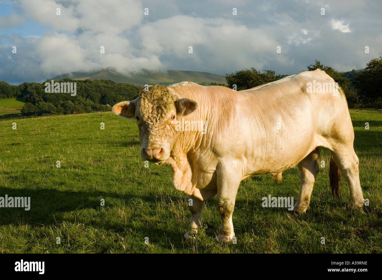 Bull on Farm Clouds over Hay Bluff Llanigon Mid Wales Stock Photo - Alamy