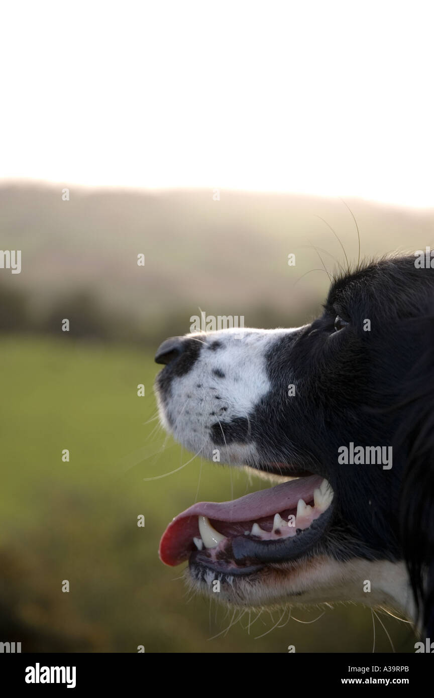 Profile animals hi-res stock photography and images - Alamy