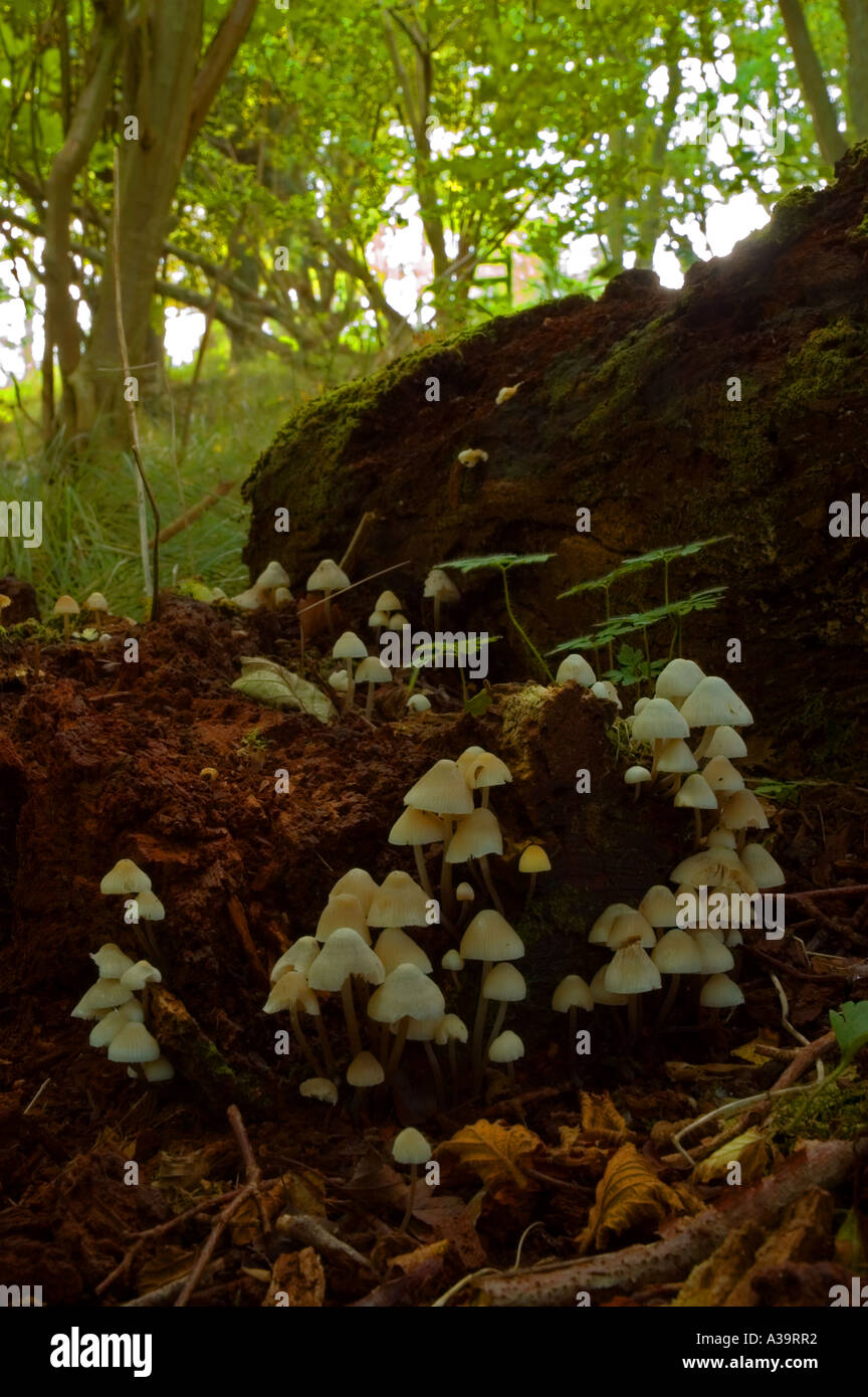 Funghi Cluster Natural World Wales Stock Photo - Alamy