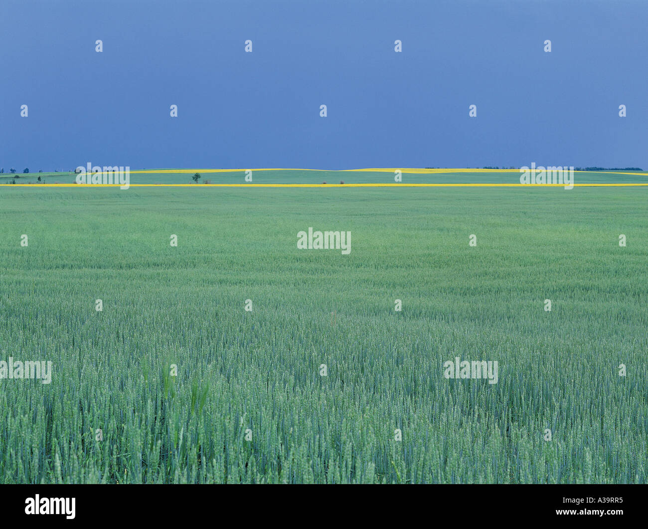 O plantation hi-res stock photography and images - Alamy
