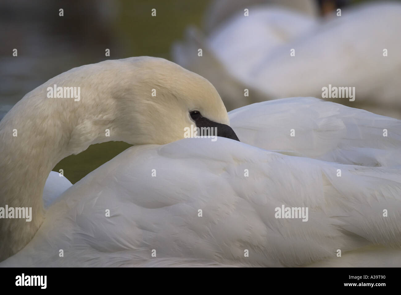 A swan preening Stock Photo - Alamy