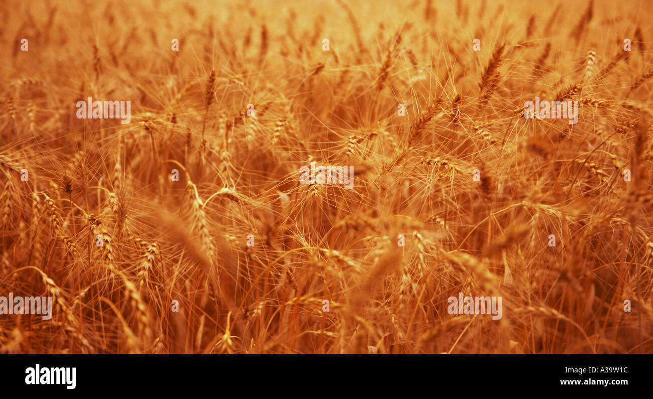 crop of wheat Stock Photo - Alamy