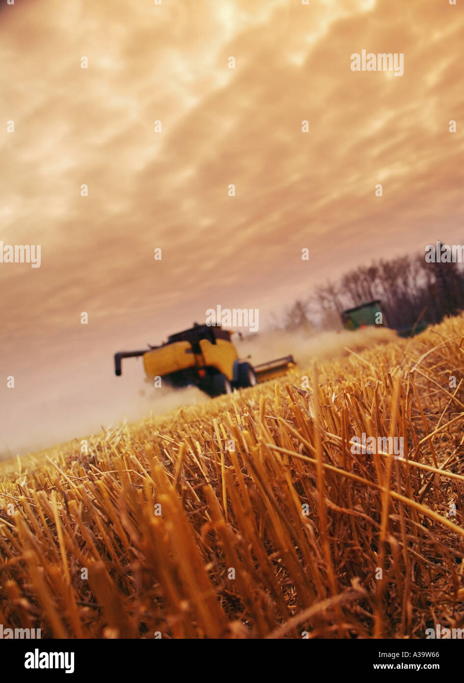 Combine harvester at work Stock Photo - Alamy