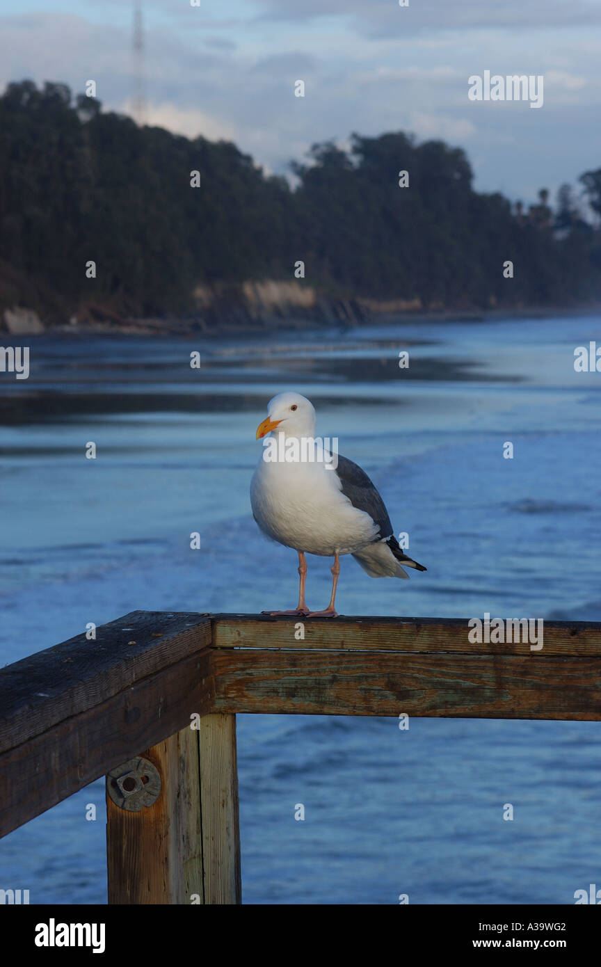Barbara seagull hi-res stock photography and images - Alamy