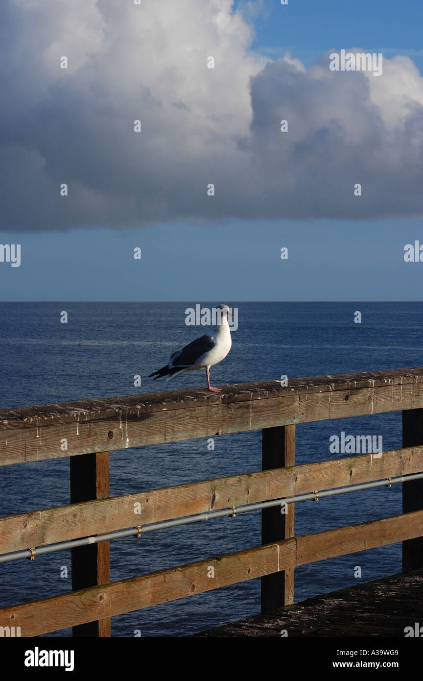 Barbara seagull hi-res stock photography and images - Alamy