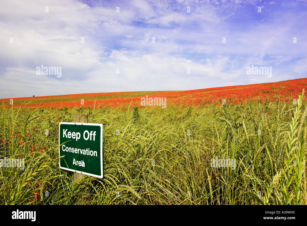 The Lambourn Valley Berkshire UK Stock Photo - Alamy