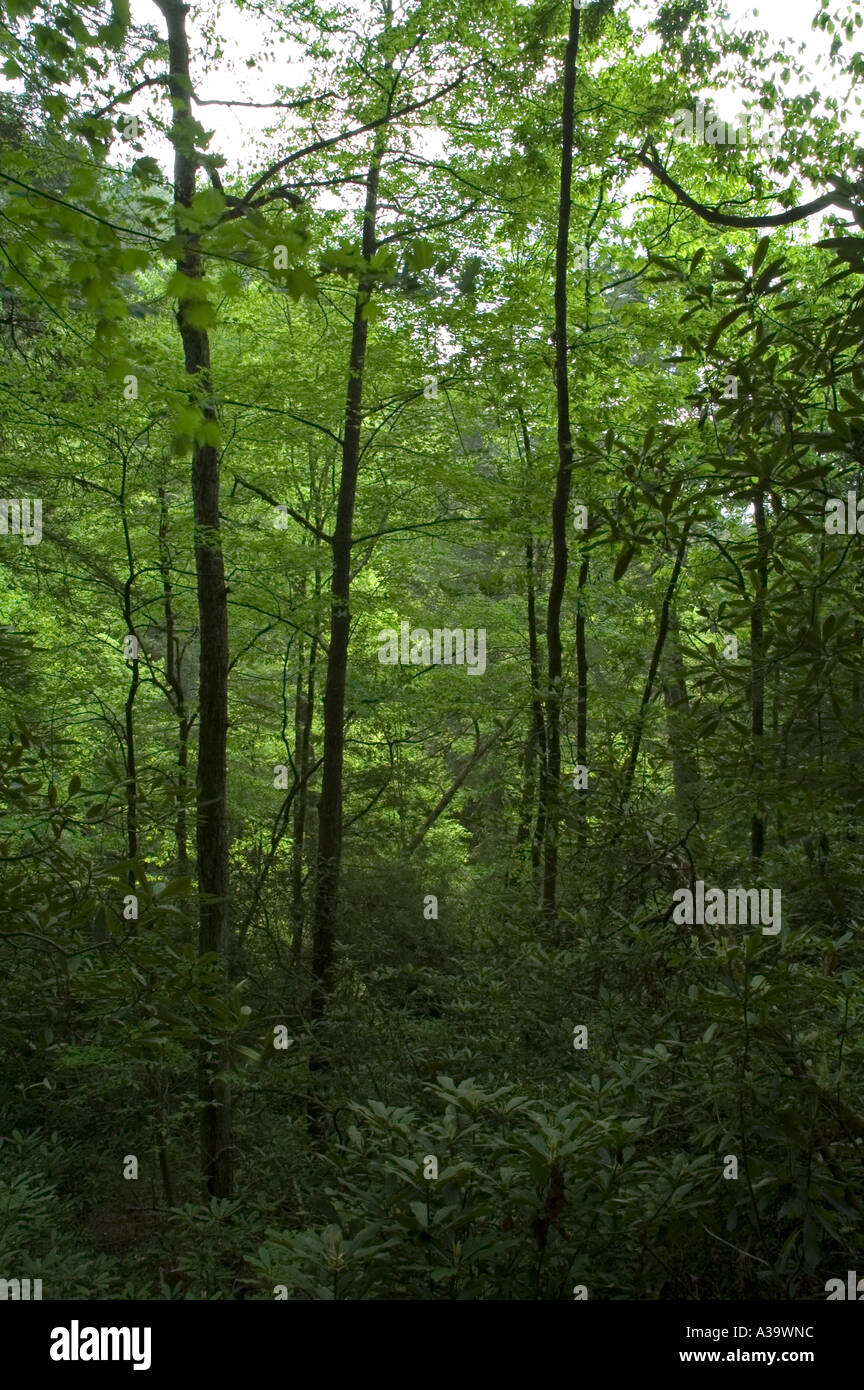 Chattahoochee national forest landscape hi-res stock photography and ...