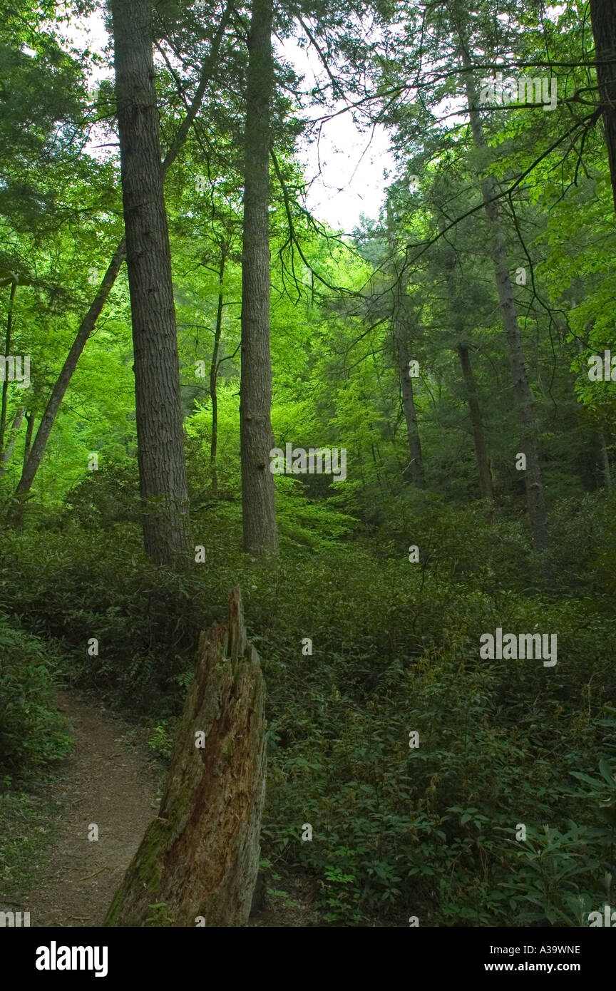 Spring Foliage, Chattahoochee National Forest, North GA Stock Photo - Alamy