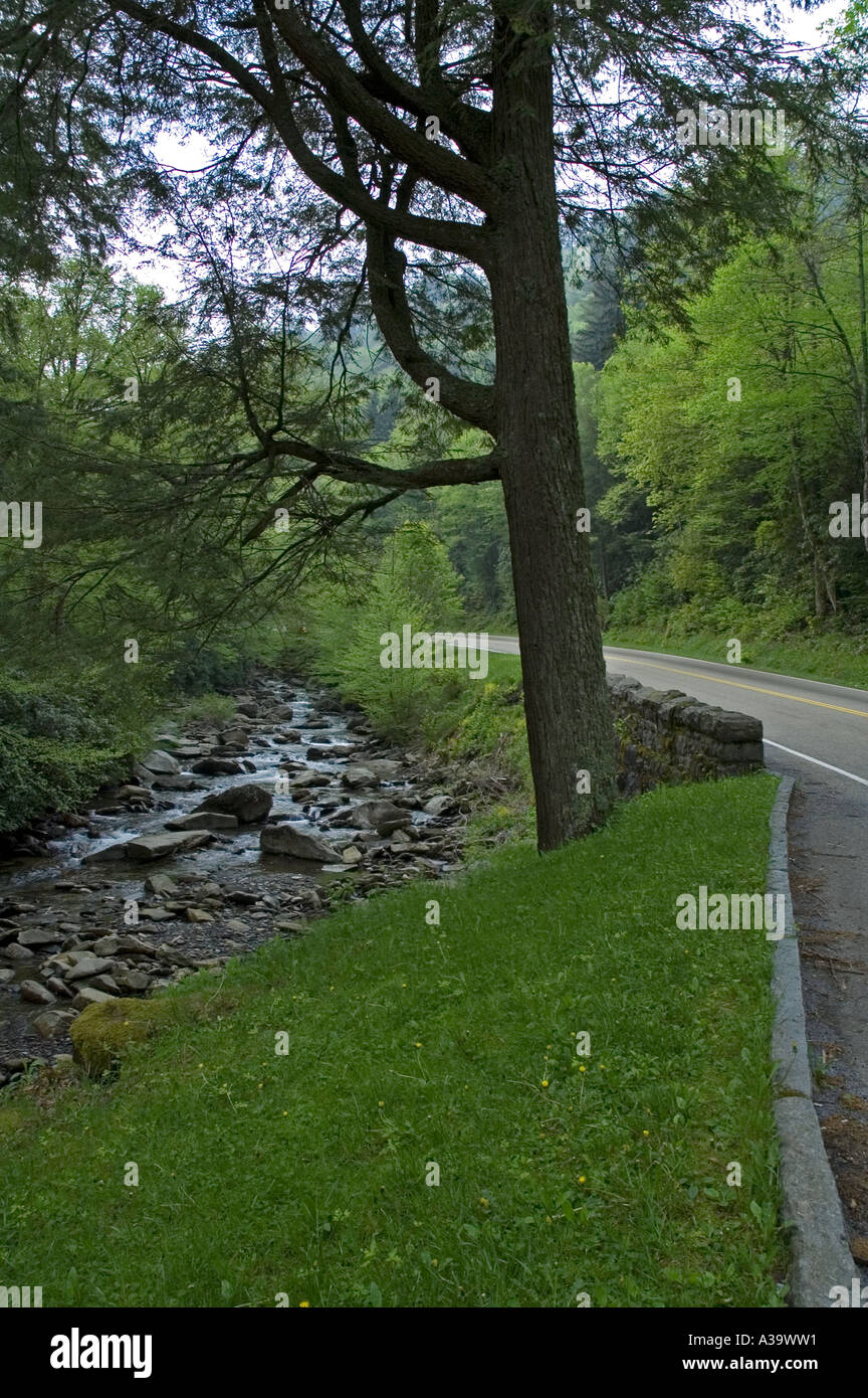 Newfound Gap Road, Springtime, Great Smoky Mtns Nat Park, TN Stock ...