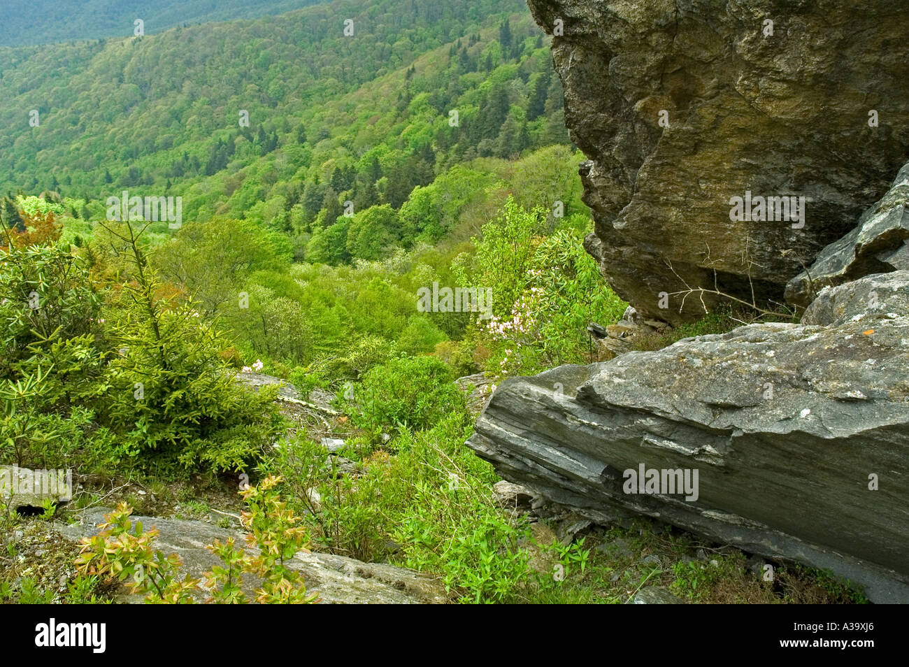 Early Spring, Blue Ridge Parkway, NC Stock Photo - Alamy