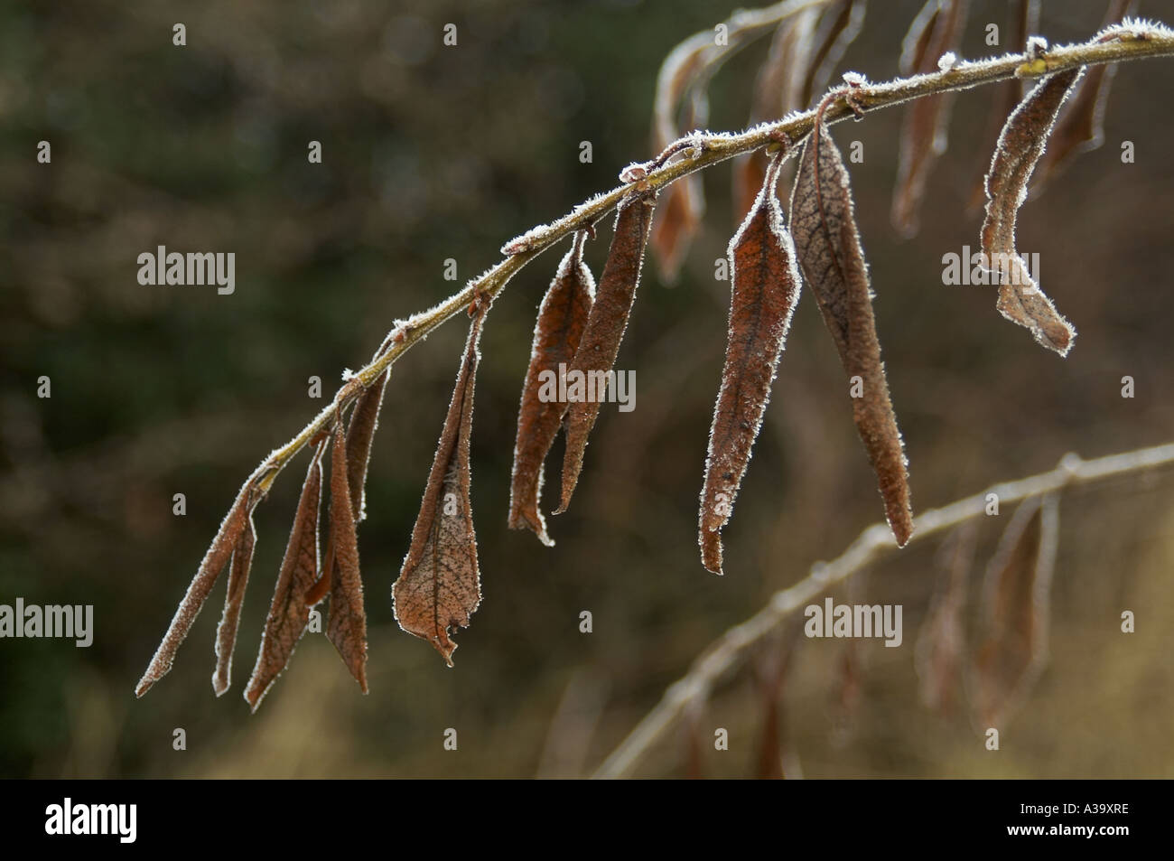 frost, frosty, cold, cool, weather, ice, icy, winter, plant, chilly ...