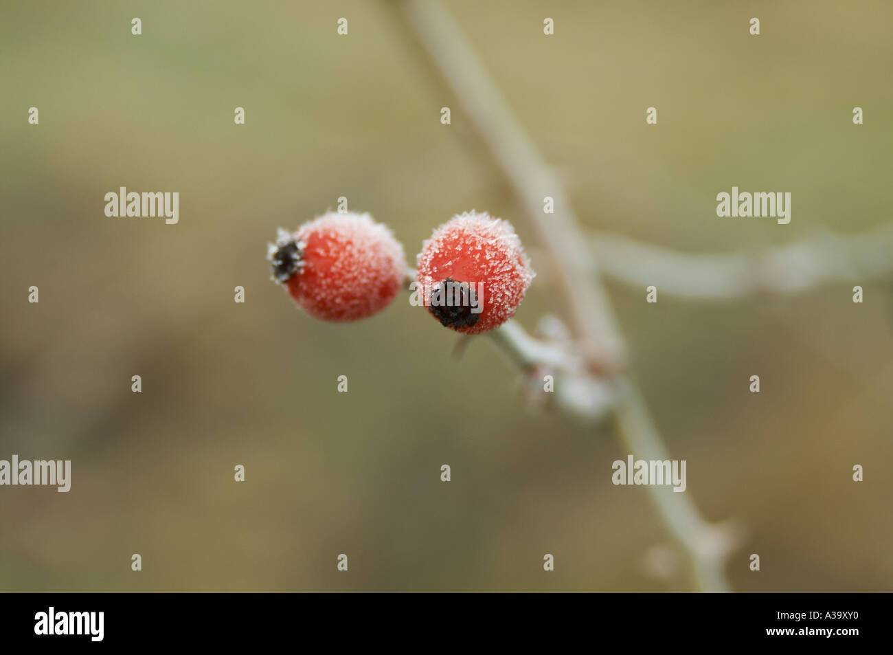 frost, frosty, cold, cool, weather, ice, icy, winter, plant, chilly ...