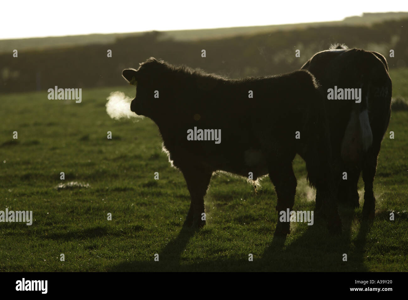cows breath showing in evening spring sunlight county down northern ...
