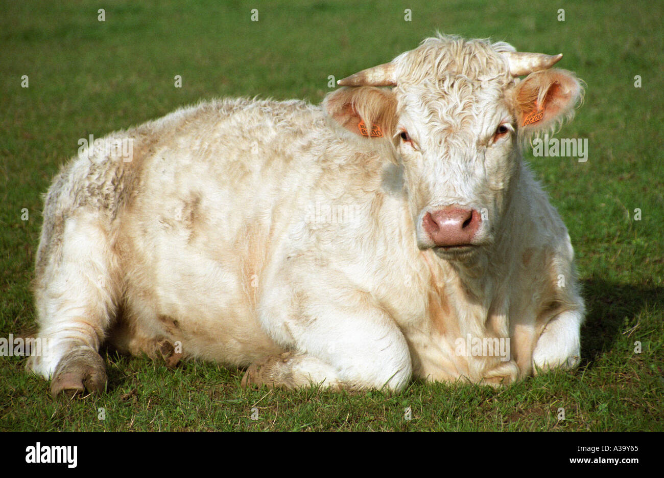 white charollais cow sitting in field on grass contentment content ...