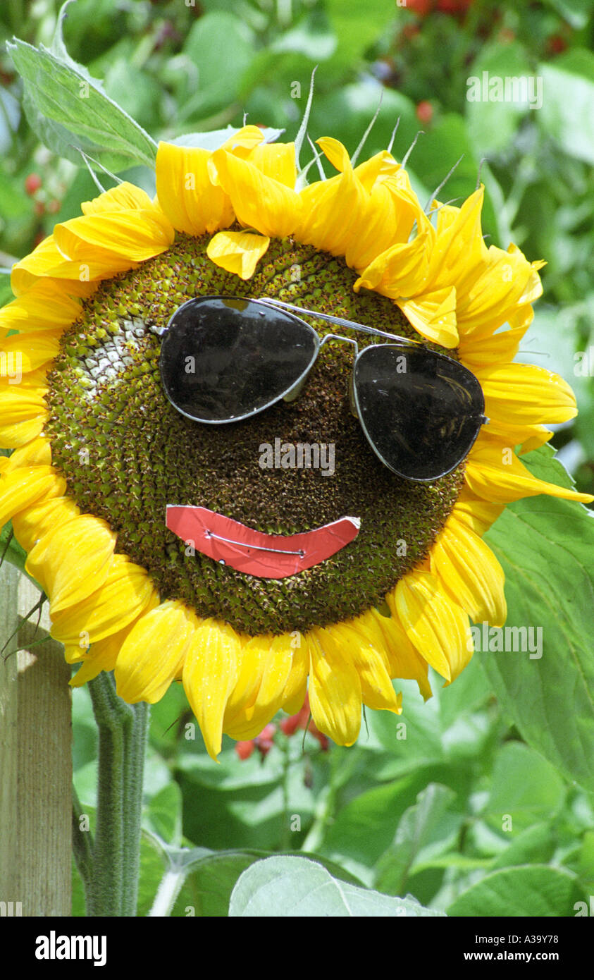 lips and sunglasses pinned to sunflower head making face to welcome ...