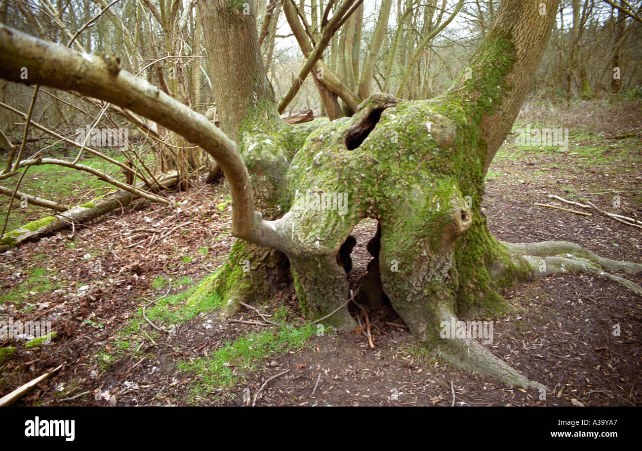 Coppiced tree hi-res stock photography and images - Alamy
