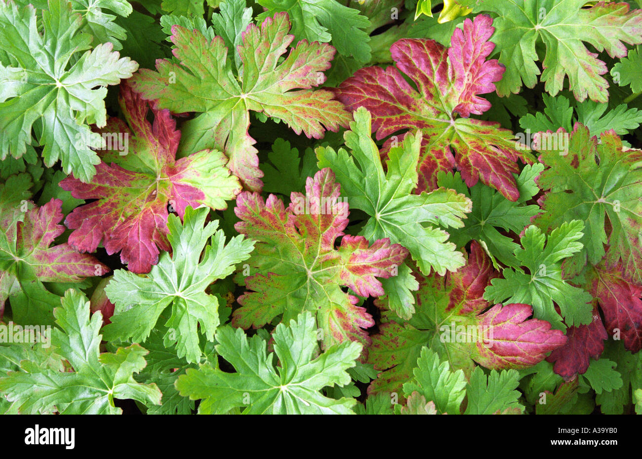 leaves of geranium plant Stock Photo - Alamy