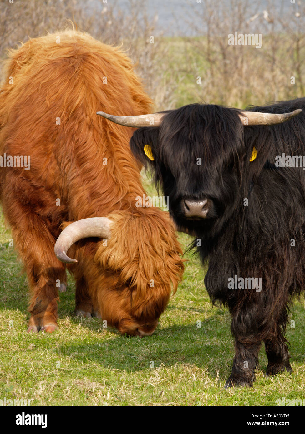 Black scottish highlander hi-res stock photography and images - Alamy