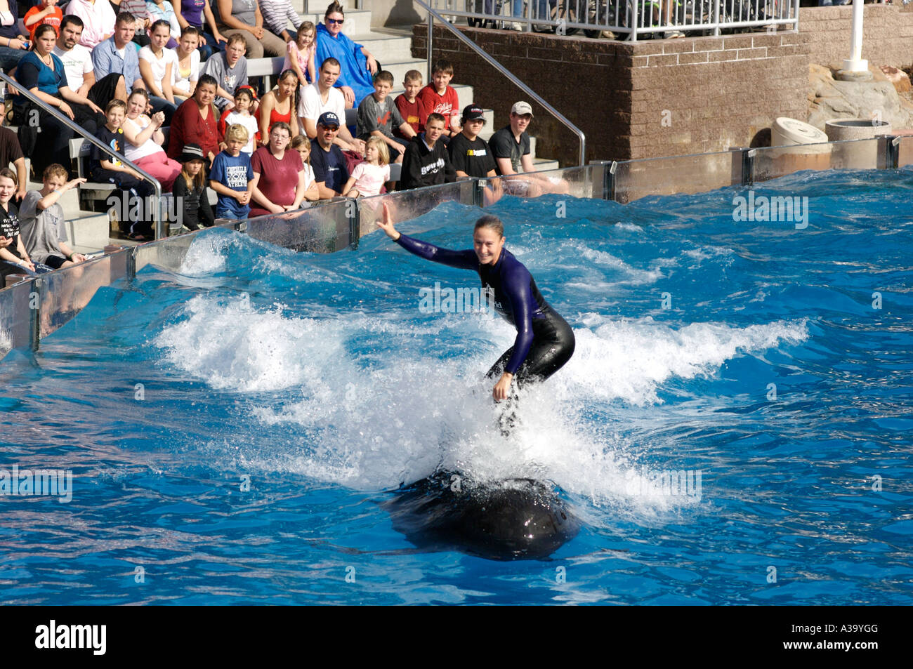 Trainer surfing on back of false killer whale during show- Seaworld San ... Trainer surfing on back of false killer whale during show- Seaworld San ...