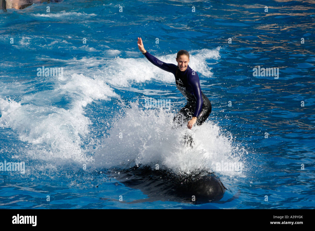 TRainer rides on the back of a false killer whale in marine mammal show ... TRainer rides on the back of a false killer whale in marine mammal show ...