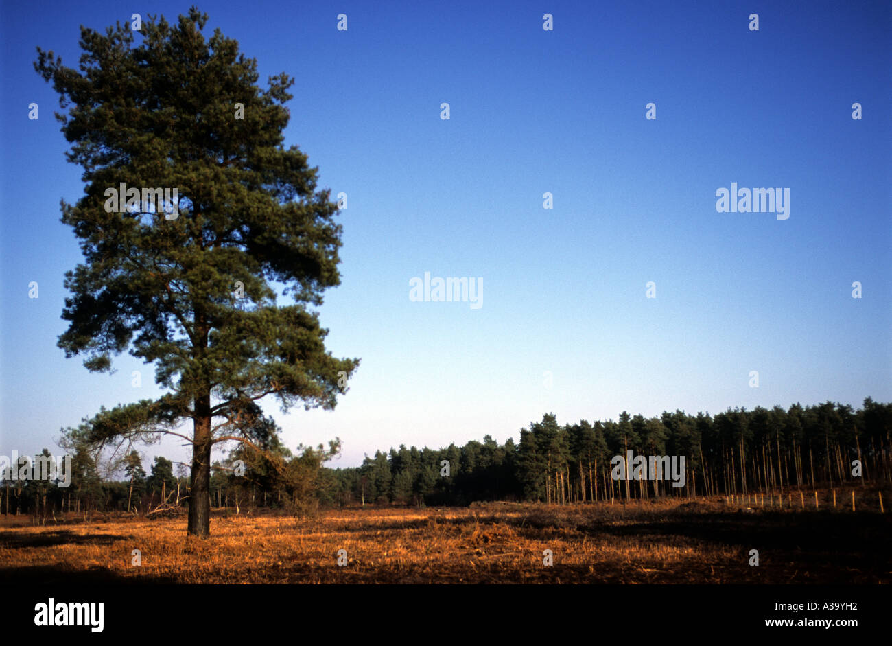 Hollesley common hi-res stock photography and images - Alamy