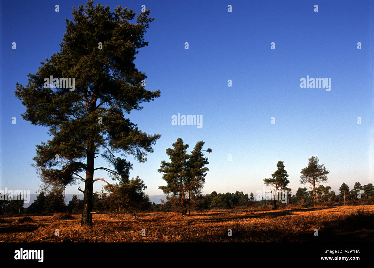 Hollesley common hi-res stock photography and images - Alamy