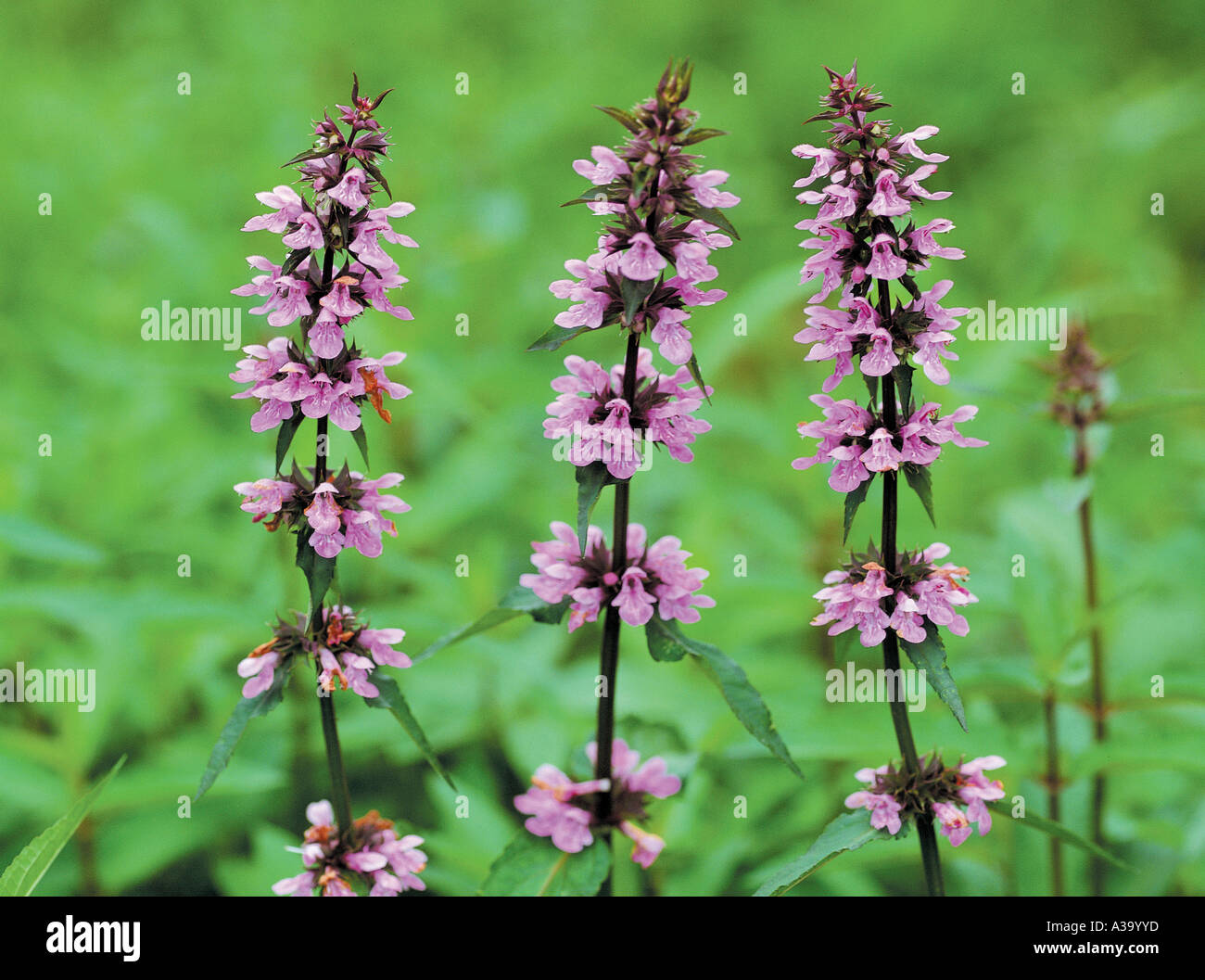 Belamcanda chinensis hi-res stock photography and images - Alamy