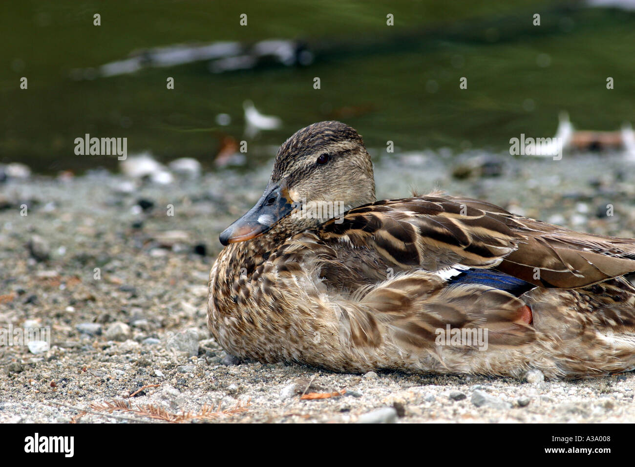 Mallard Female Duck Stock Photo - Alamy