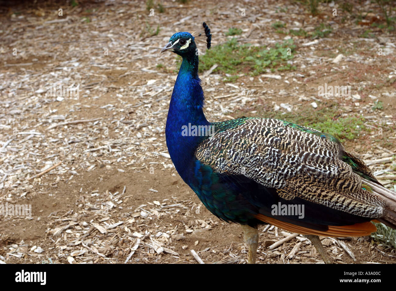 Loud peacock hi-res stock photography and images - Alamy