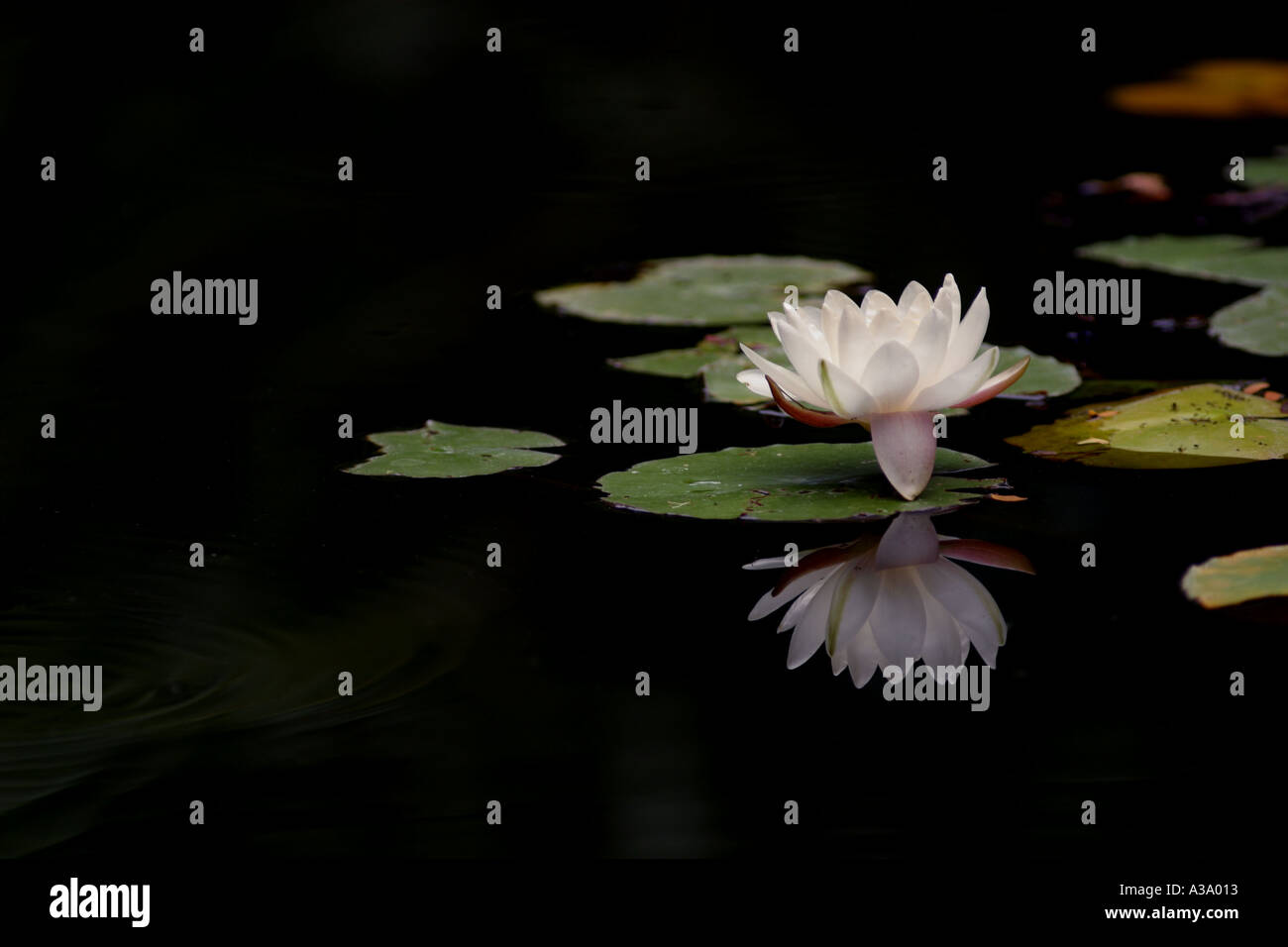 Water Lily Bloom Stock Photo - Alamy